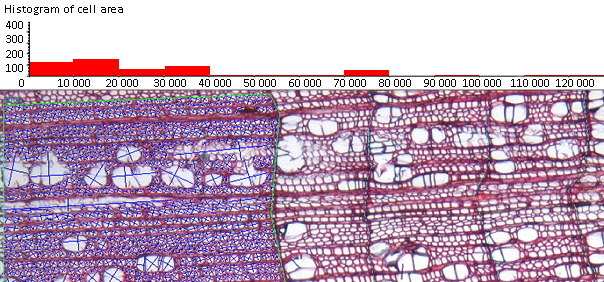 WinCELL is a system for wood cell analysis